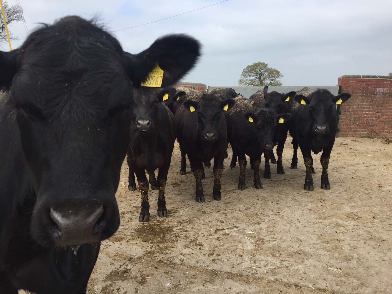 Adrefelyn Herd: Pedigree Maiden & Bulling Heifers for sale - Aberdeen ...