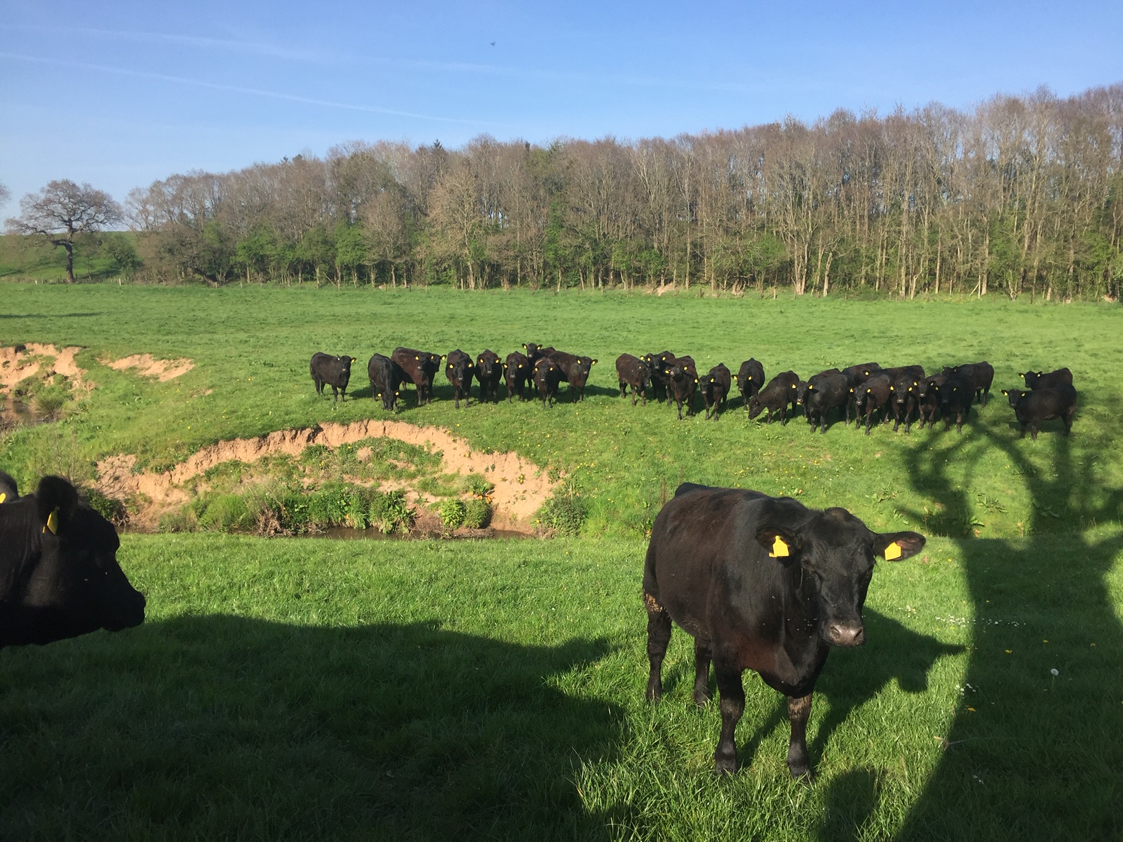 Adrefelyn Herd: Pedigree Maiden & Bulling Heifers for sale - Aberdeen ...