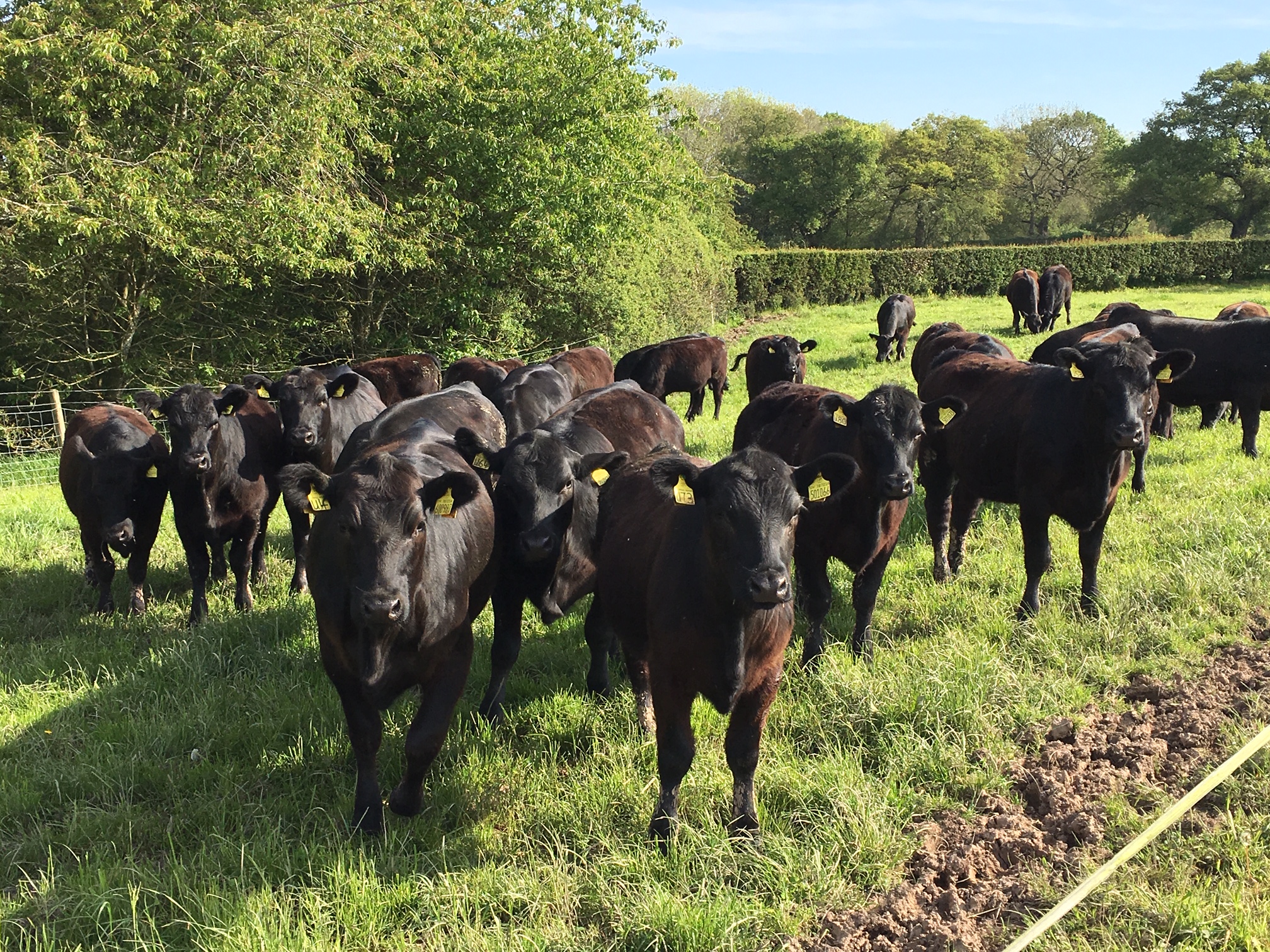 Adrefelyn Herd: Pedigree Maiden & Bulling Heifers for sale - Aberdeen ...