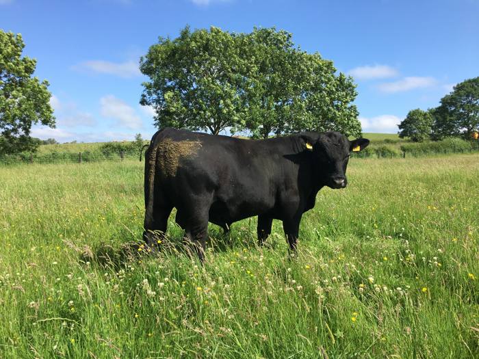 Two Young Ribble Bulls For Sale | Aberdeen-Angus Cattle Society