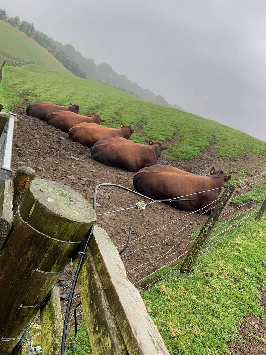 Windy Gowl Red Angus Bulls For Sale | Aberdeen-Angus Cattle Society