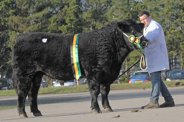 Strong demand as Aberdeen-Angus bulls soar to 5,600gns at Dungannon ...