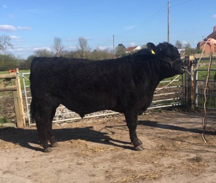 Temple Aberdeen-Angus Bulls For Sale - Aberdeen-Angus Cattle Society