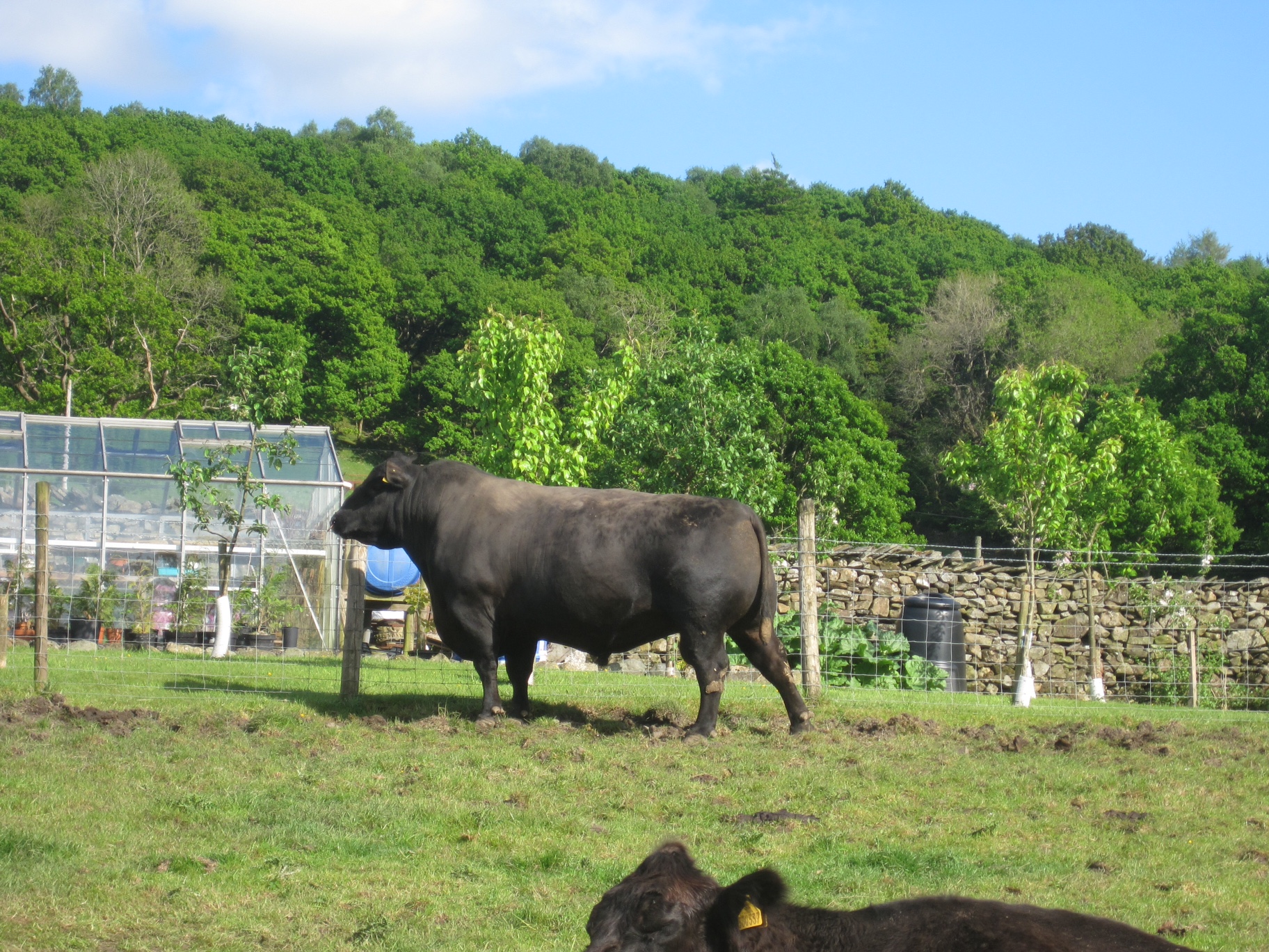 Selection of 2 Year old Bulls for Sale – Hollyhowe Aberdeen-Angus ...