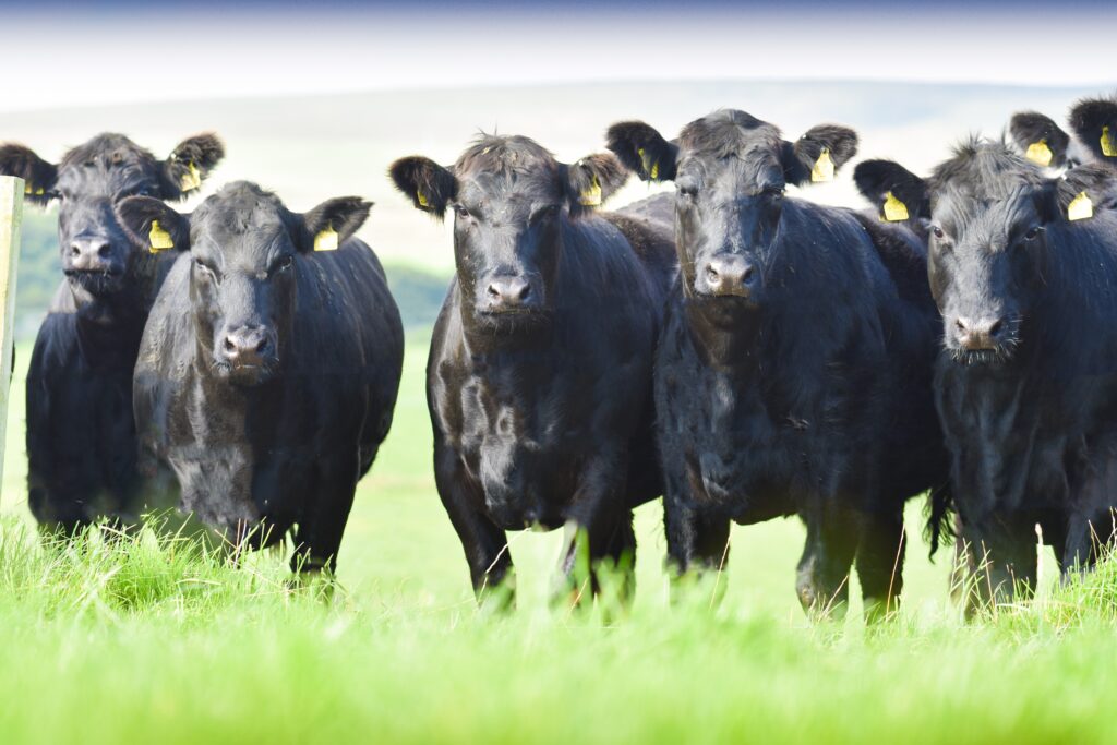 Native breeds offer a sustainable future for beef production | Aberdeen ...