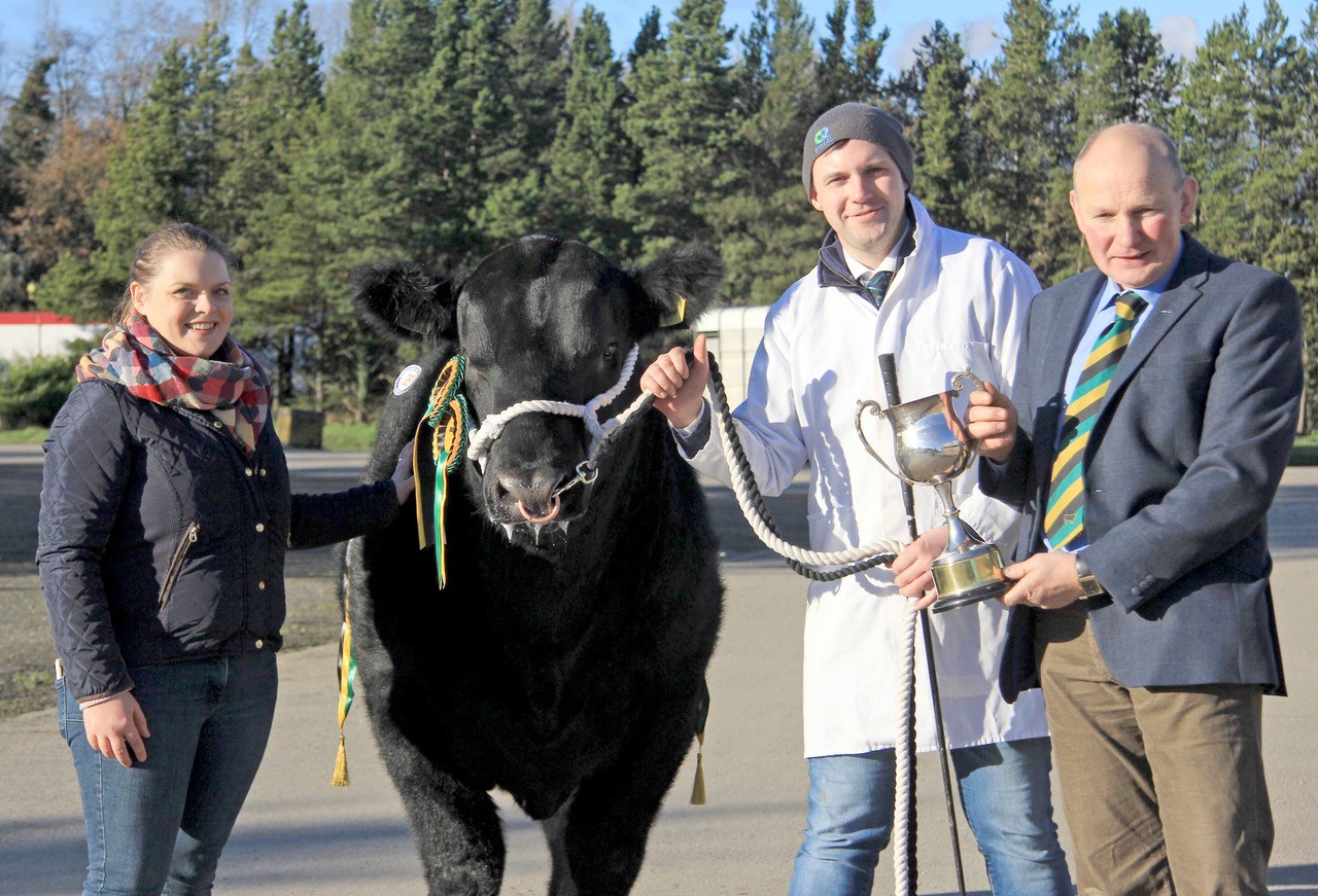Aberdeen Angus bulls to 3,300gns at Dungannon - Aberdeen-Angus Cattle ...
