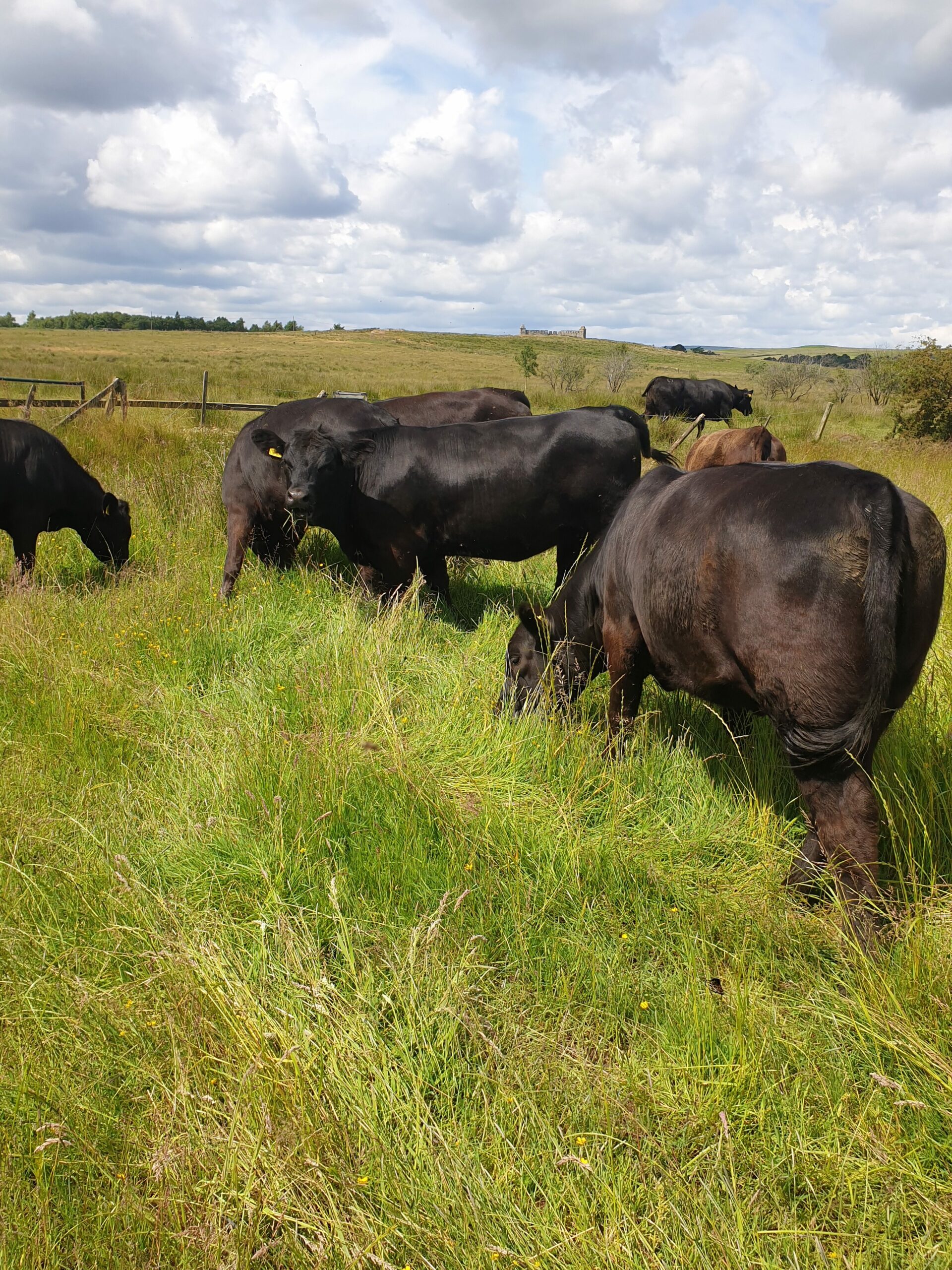 4 Pedigree Aberdeen Angus Heifers for Sale - Aberdeen-Angus Cattle Society