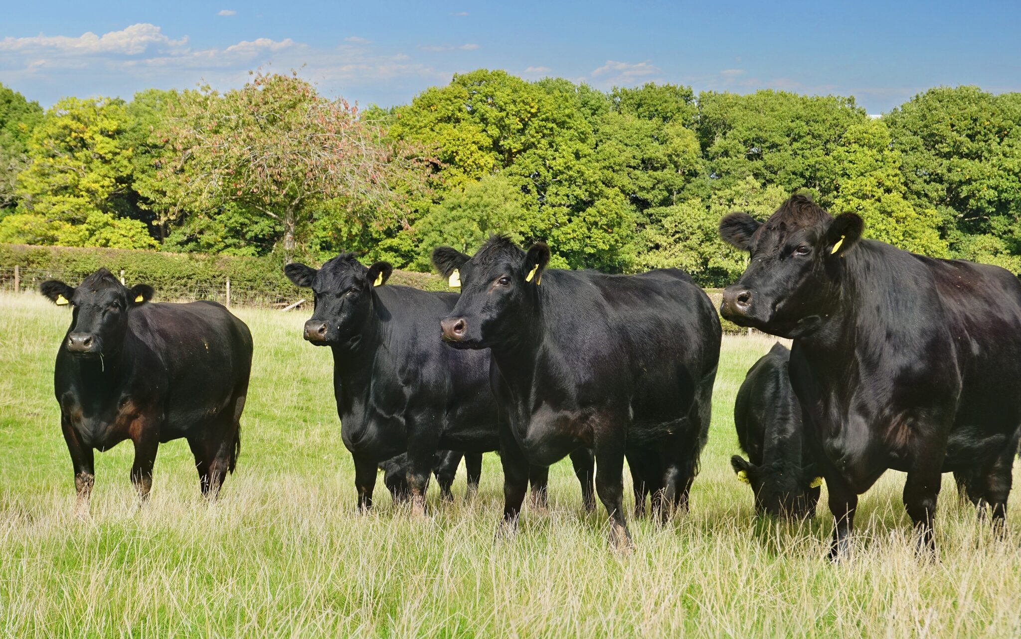 Registrations and DNA Testing | Aberdeen-Angus Cattle Society