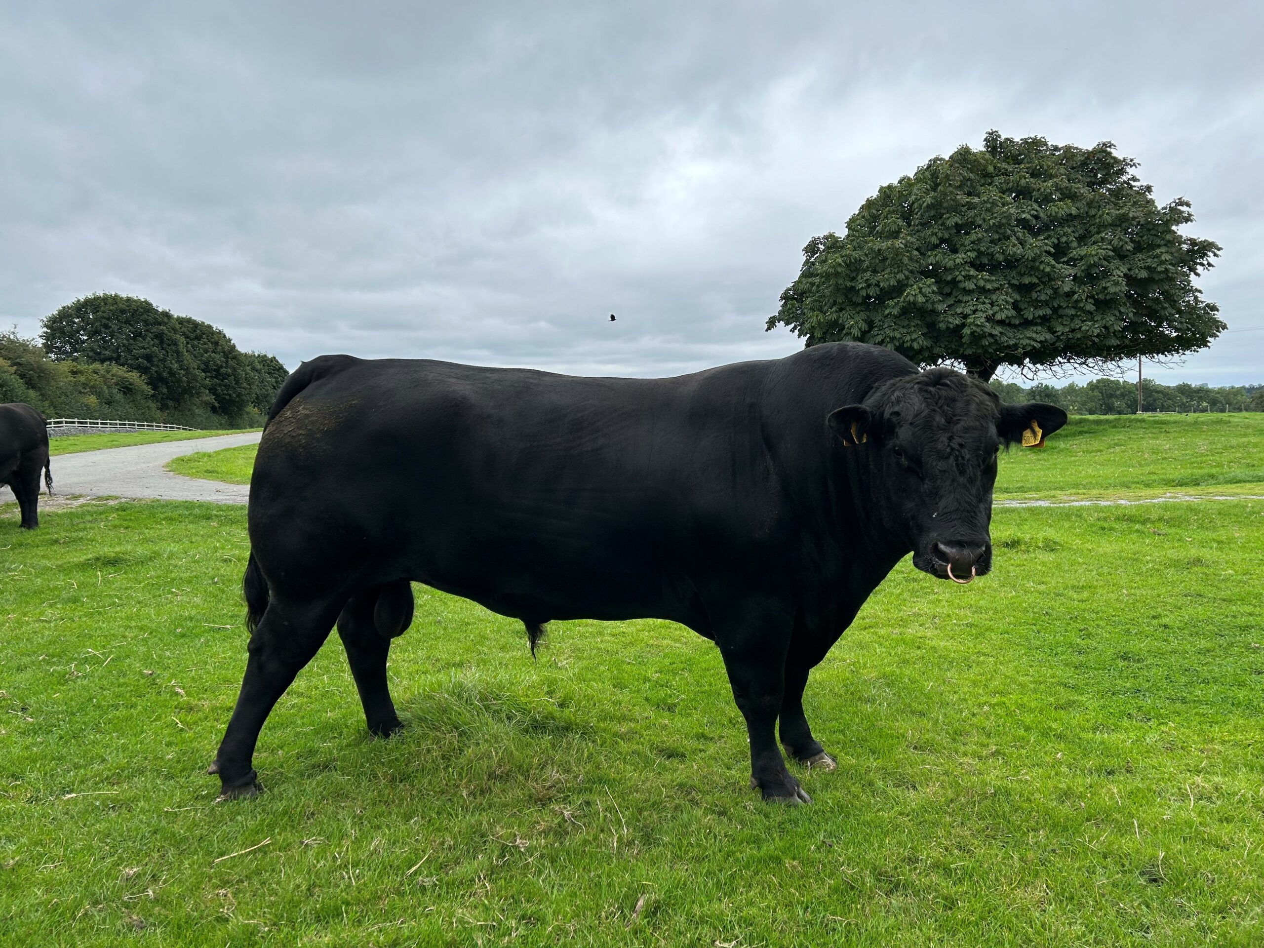 3 Year Old Stock Bull for Sale - Aberdeen-Angus Cattle Society