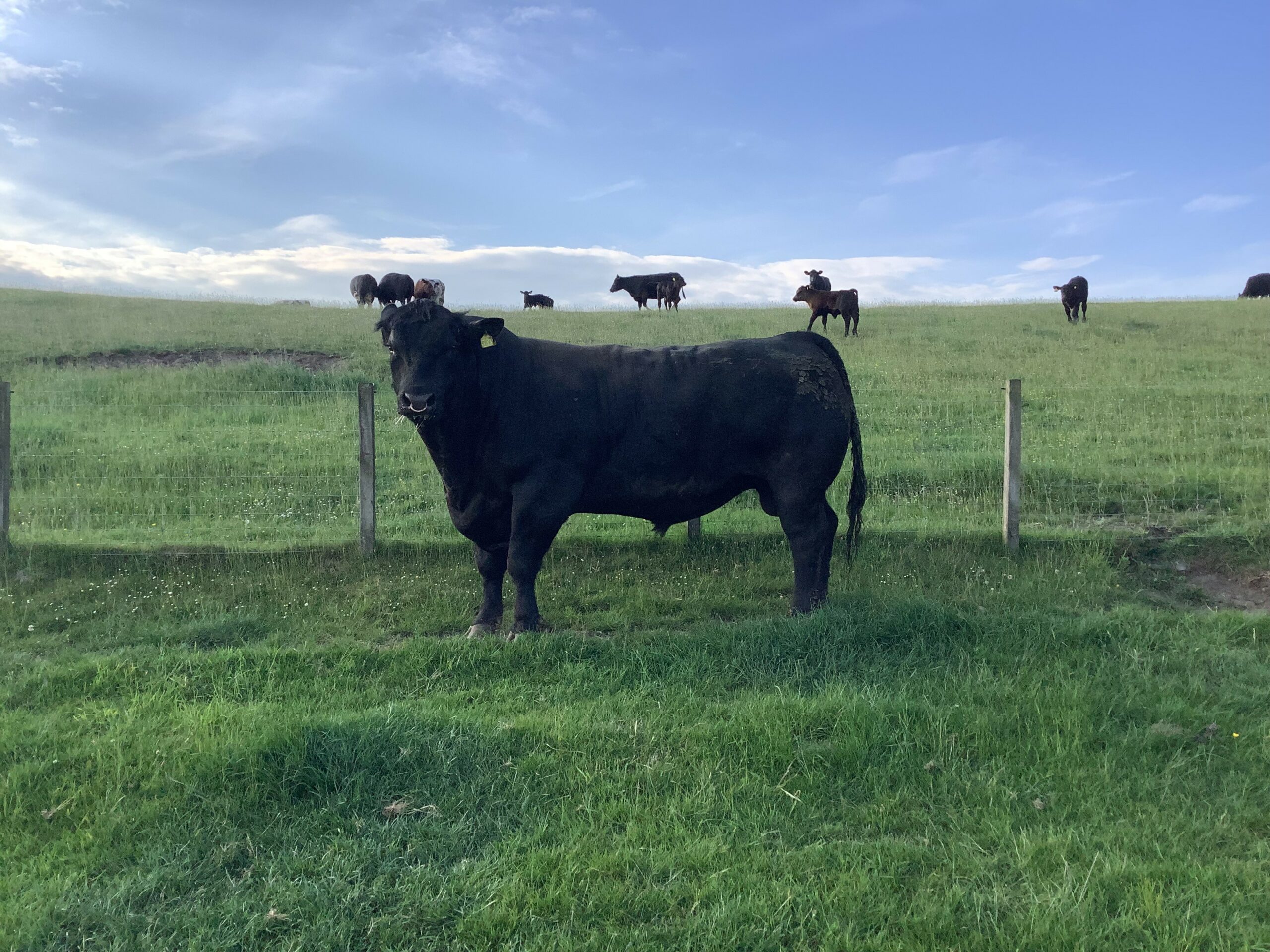 Swordale Stock Bull for Sale - Aberdeen-Angus Cattle Society