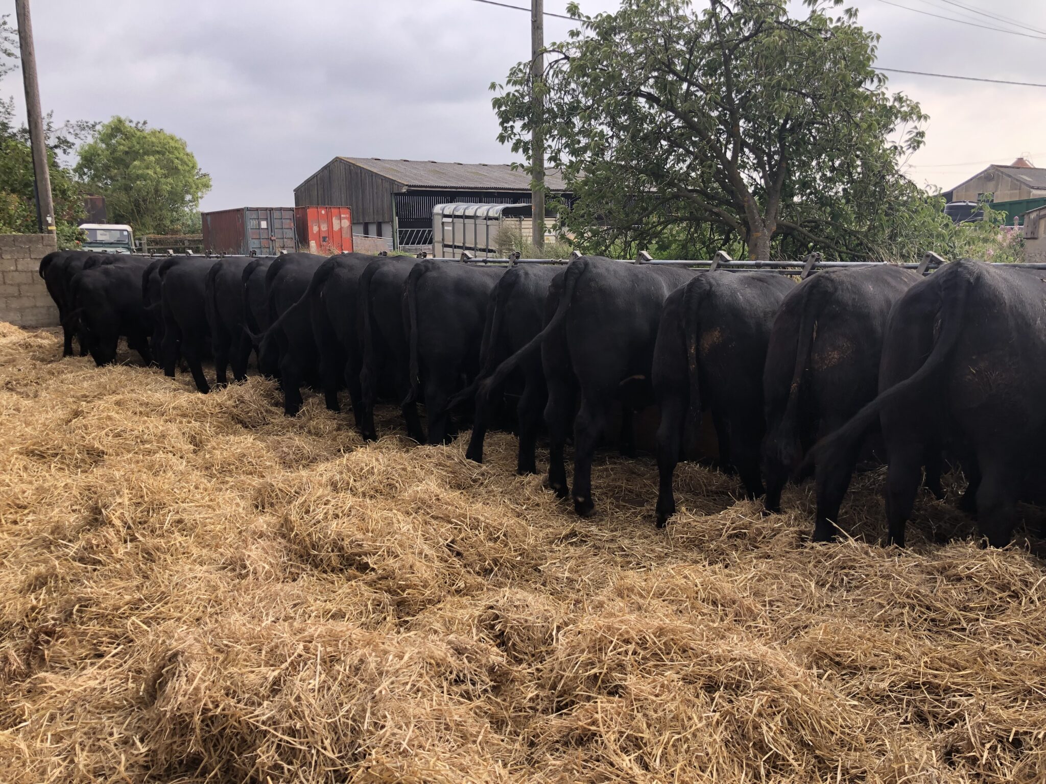 Dispersal Sale of the Alderfen Aberdeen Angus Herd – Photos - Aberdeen ...