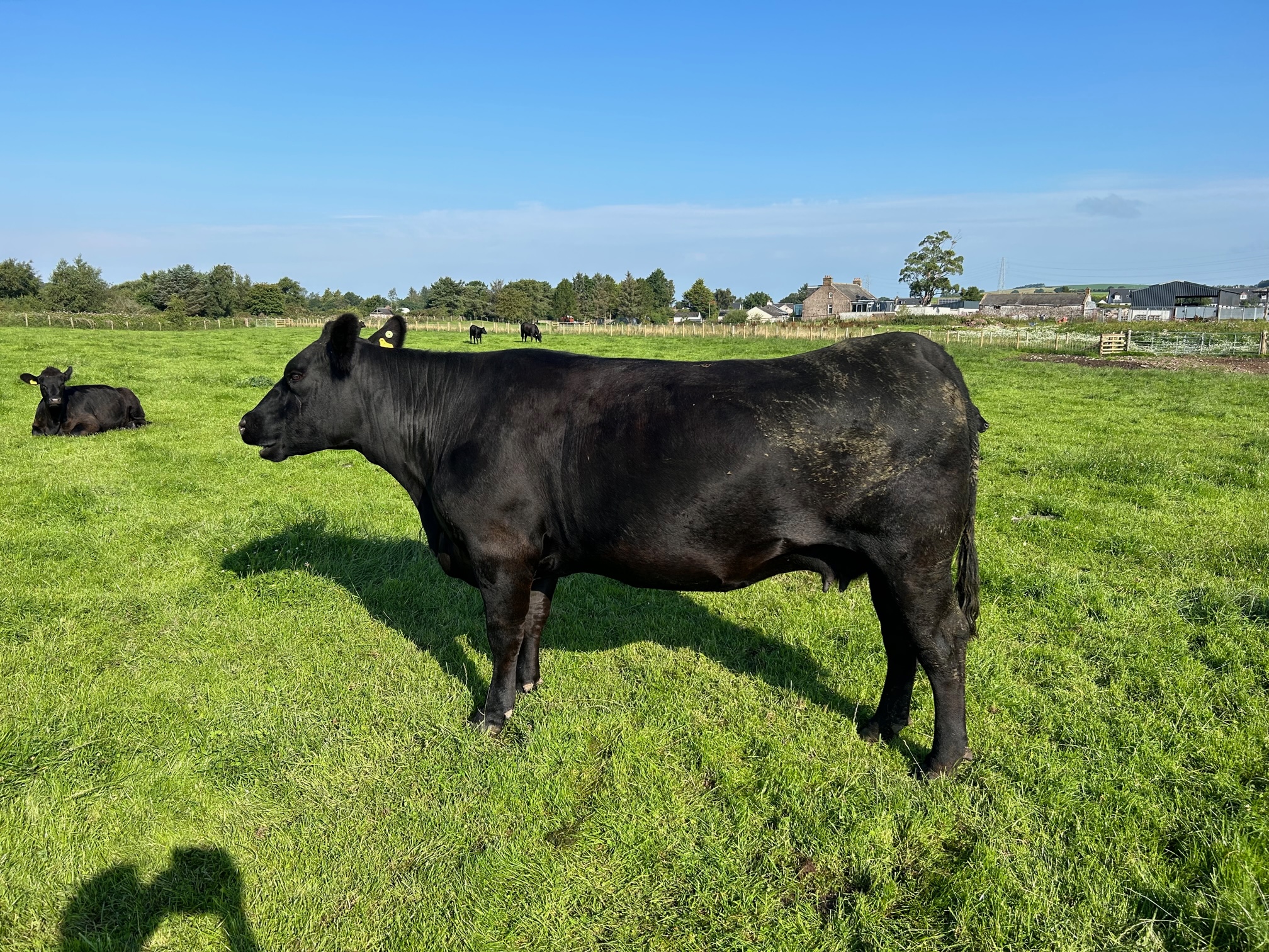 Selection of AA Brood Cows for Sale - Aberdeen-Angus Cattle Society