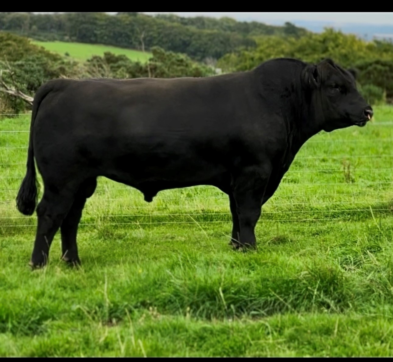 Foggie Aberdeen-Angus Bull for Sale – Foggie Emperor X280 - Aberdeen ...