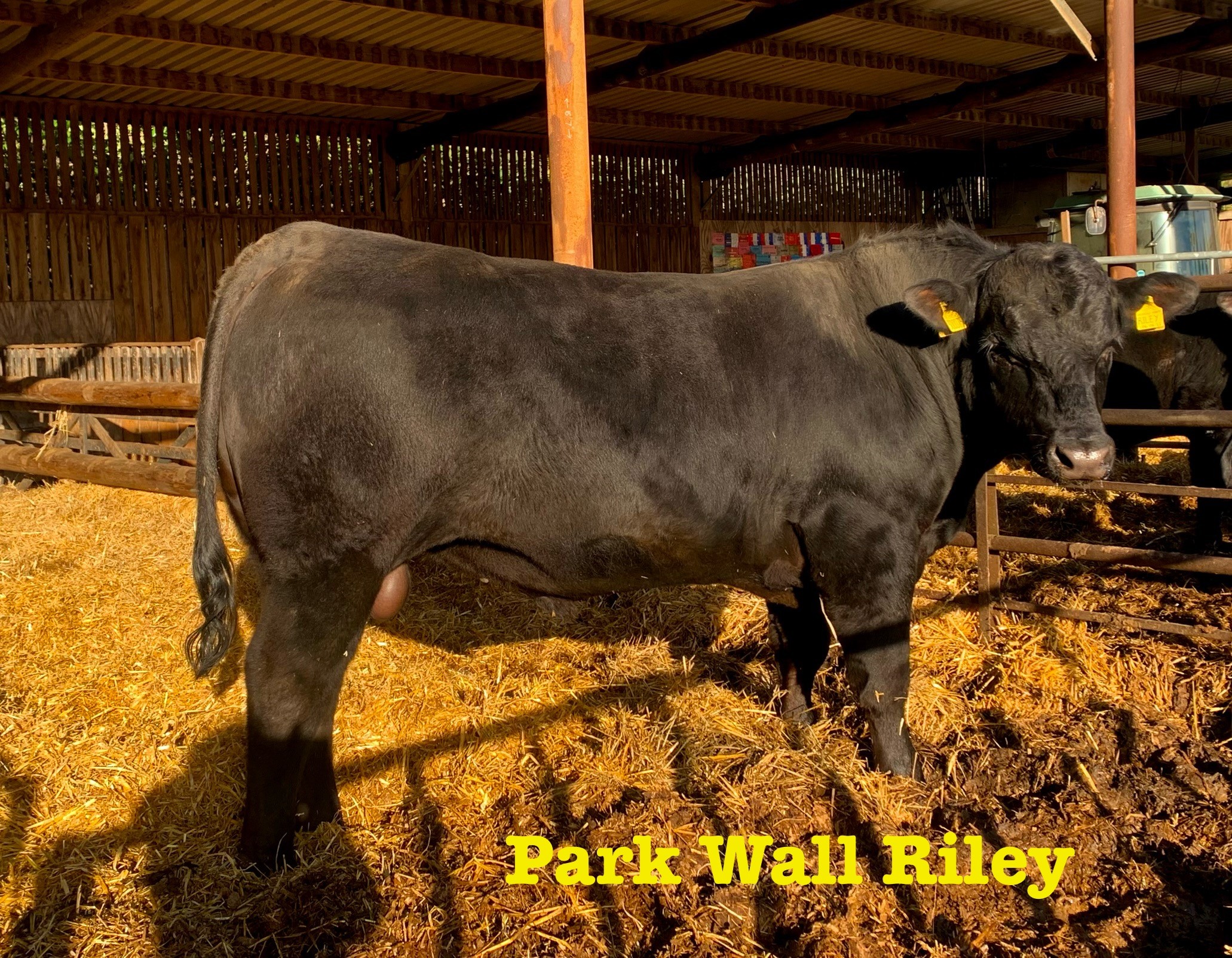Park Wall Riley for Sale – Suffolk Area - Aberdeen-Angus Cattle Society
