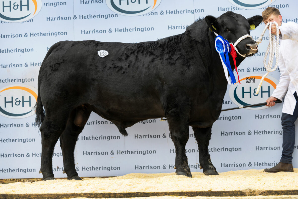 Carlisle Sale Report – 17th May 2024 - Aberdeen-Angus Cattle Society