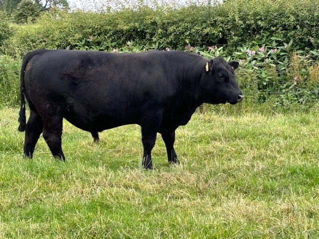 Native Bred Aberdeen-Angus Bull for sale – Perth Area - Aberdeen-Angus ...