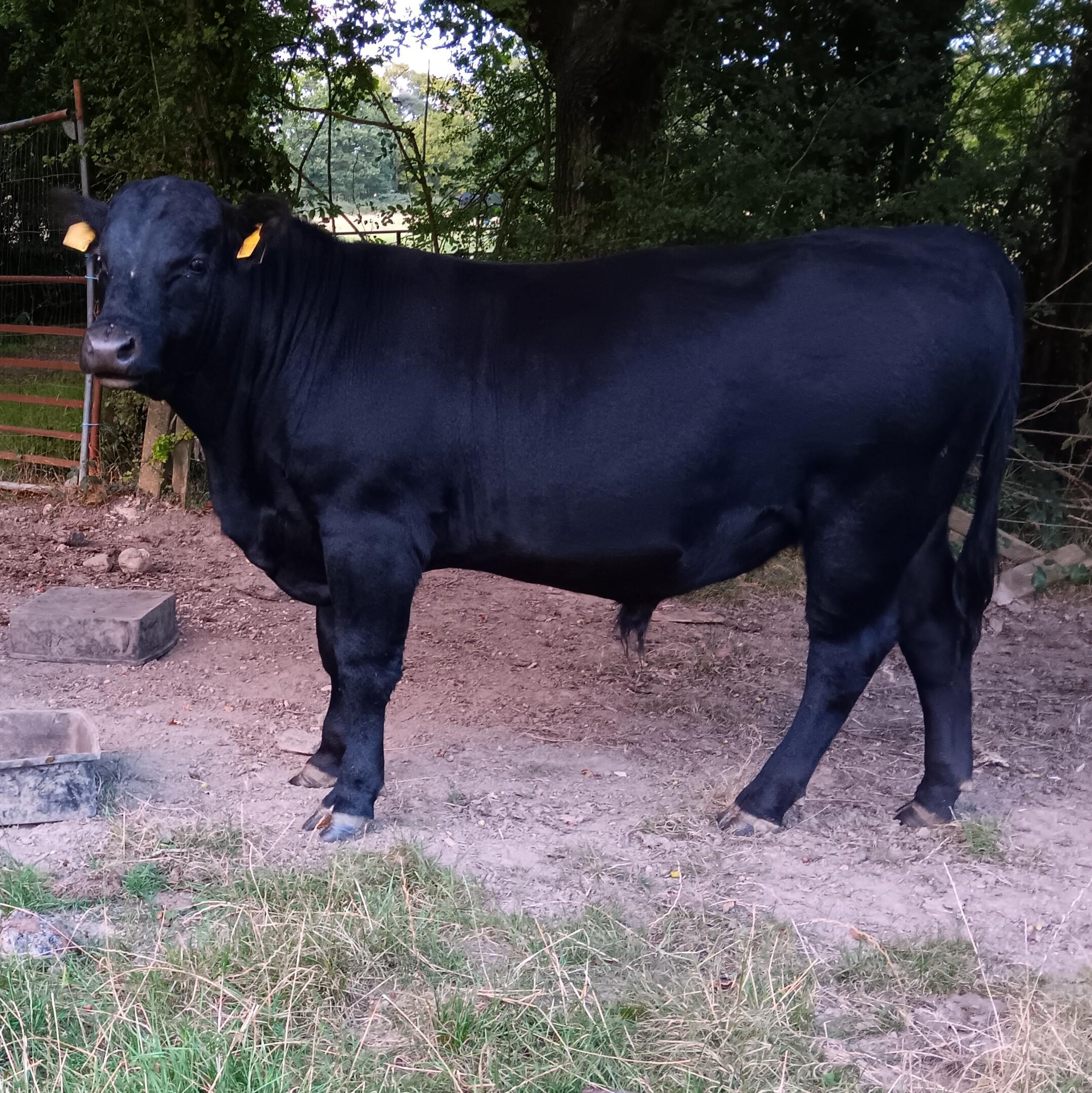 Ditsworthy Rocky Z090 for sale - Aberdeen-Angus Cattle Society