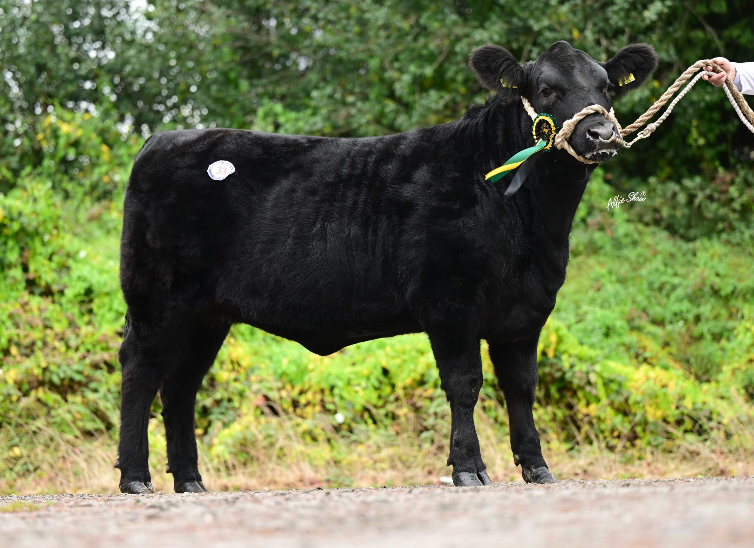 Latest News and Features - Aberdeen-Angus Cattle Society