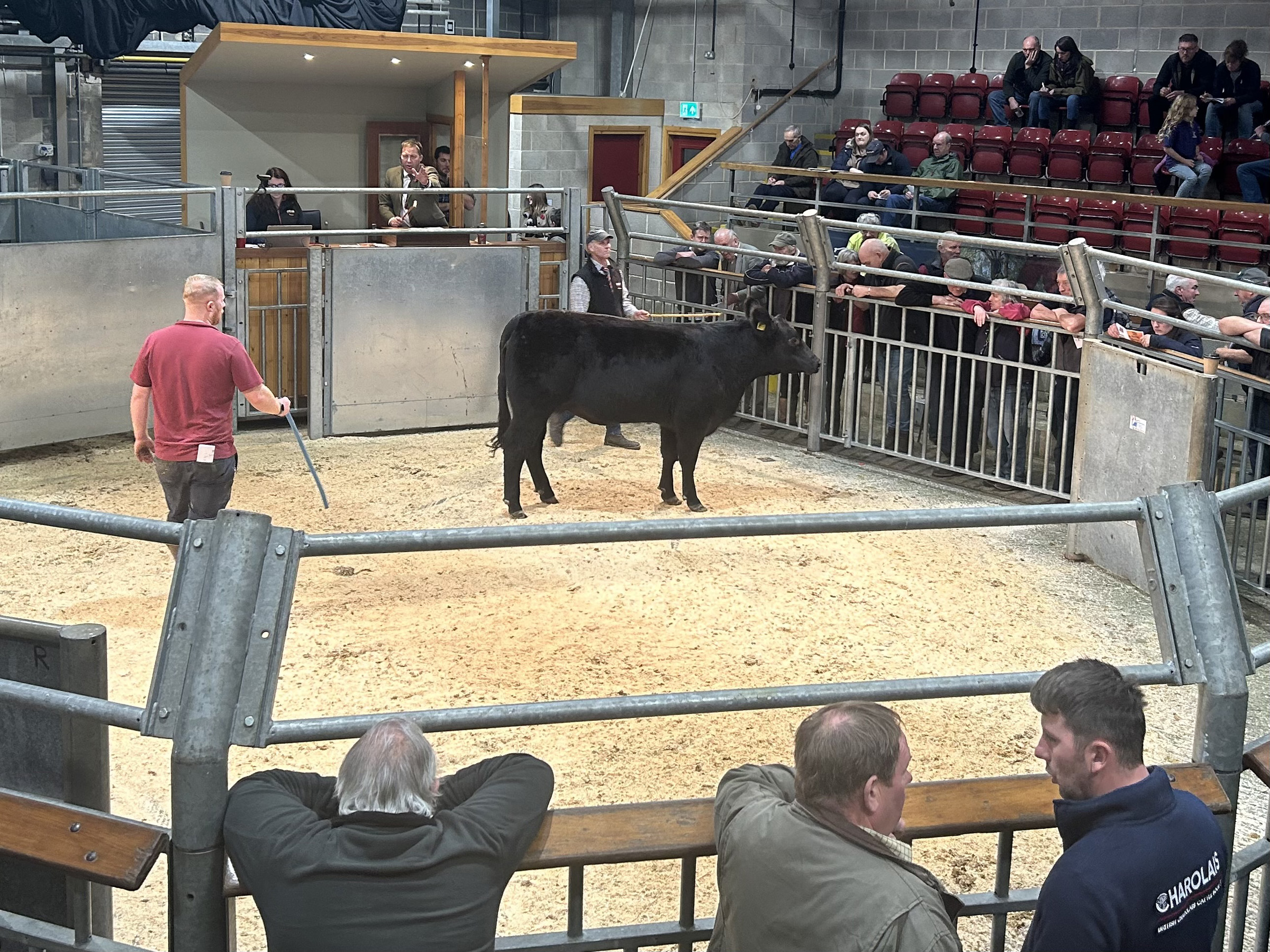 Buckhurst and Yearsley herds perform well at CCM Aberdeen-Angus sale ...