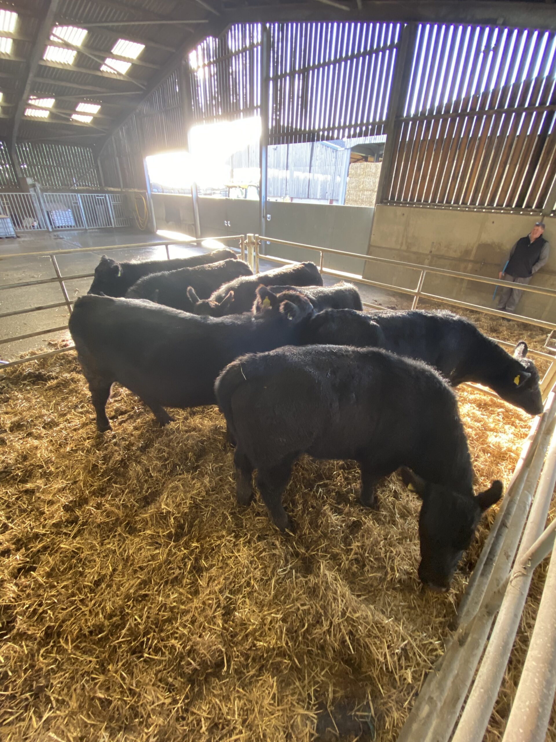 7 Aberdeen-Angus Bulling Heifers for sale – Oxfordshire - Aberdeen ...