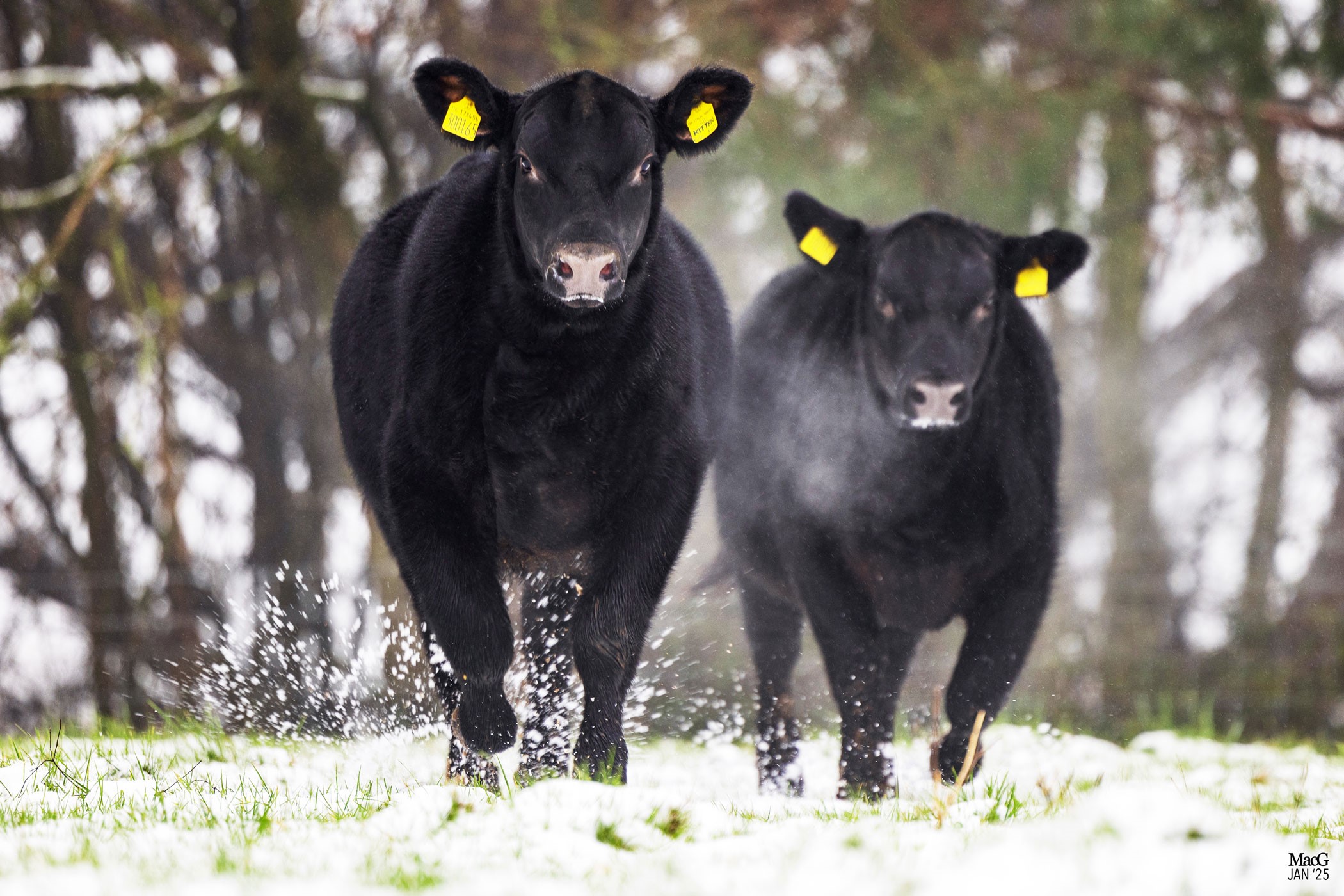 News & Events - Aberdeen-Angus Cattle Society