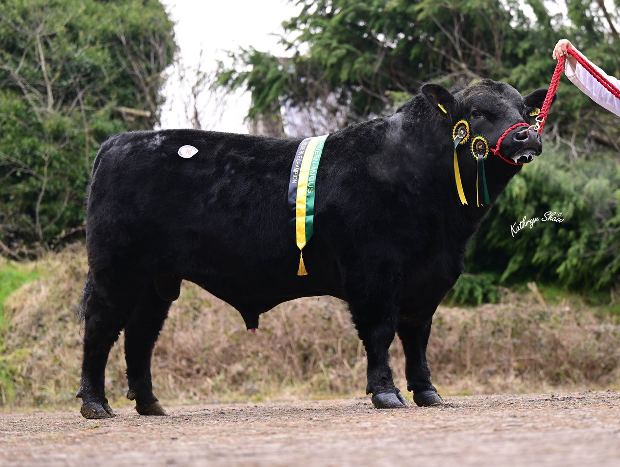 Aberdeen Angus bulls sell to 4,800gns twice at Dungannon - Aberdeen ...