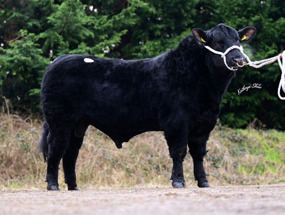 Aberdeen Angus bulls sell to 4,800gns twice at Dungannon - Aberdeen ...