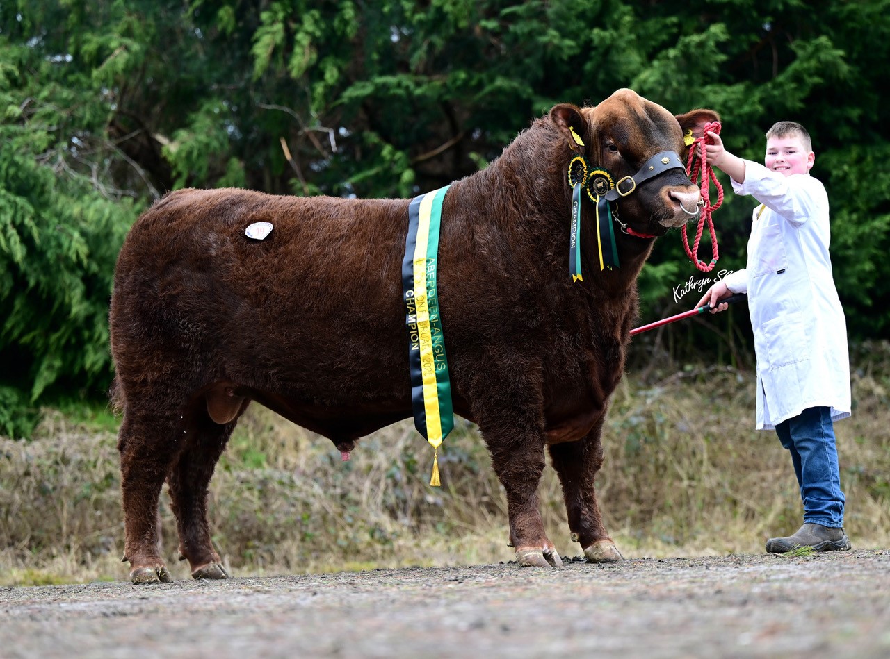 Aberdeen Angus bulls sell to 4,800gns twice at Dungannon - Aberdeen ...