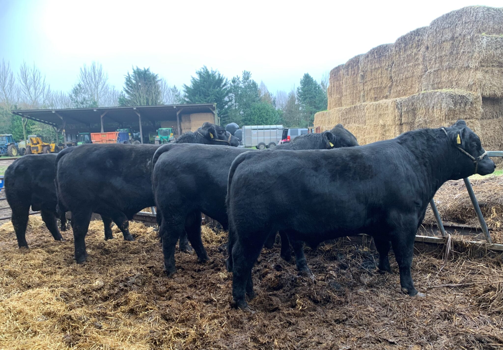 Pedigree Aberdeen-Angus Bulls for sale – West Suffolk - Aberdeen-Angus ...