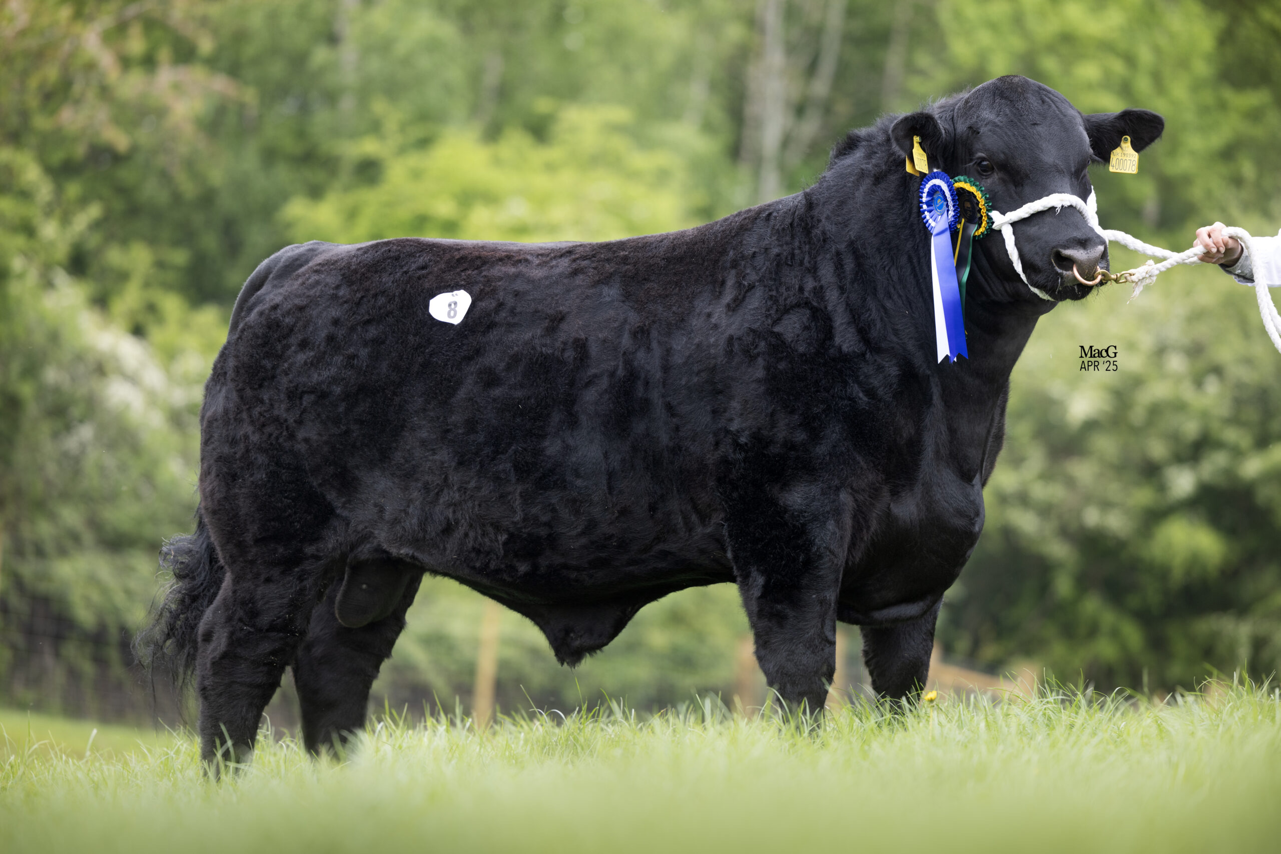 Latest News and Features - Aberdeen-Angus Cattle Society