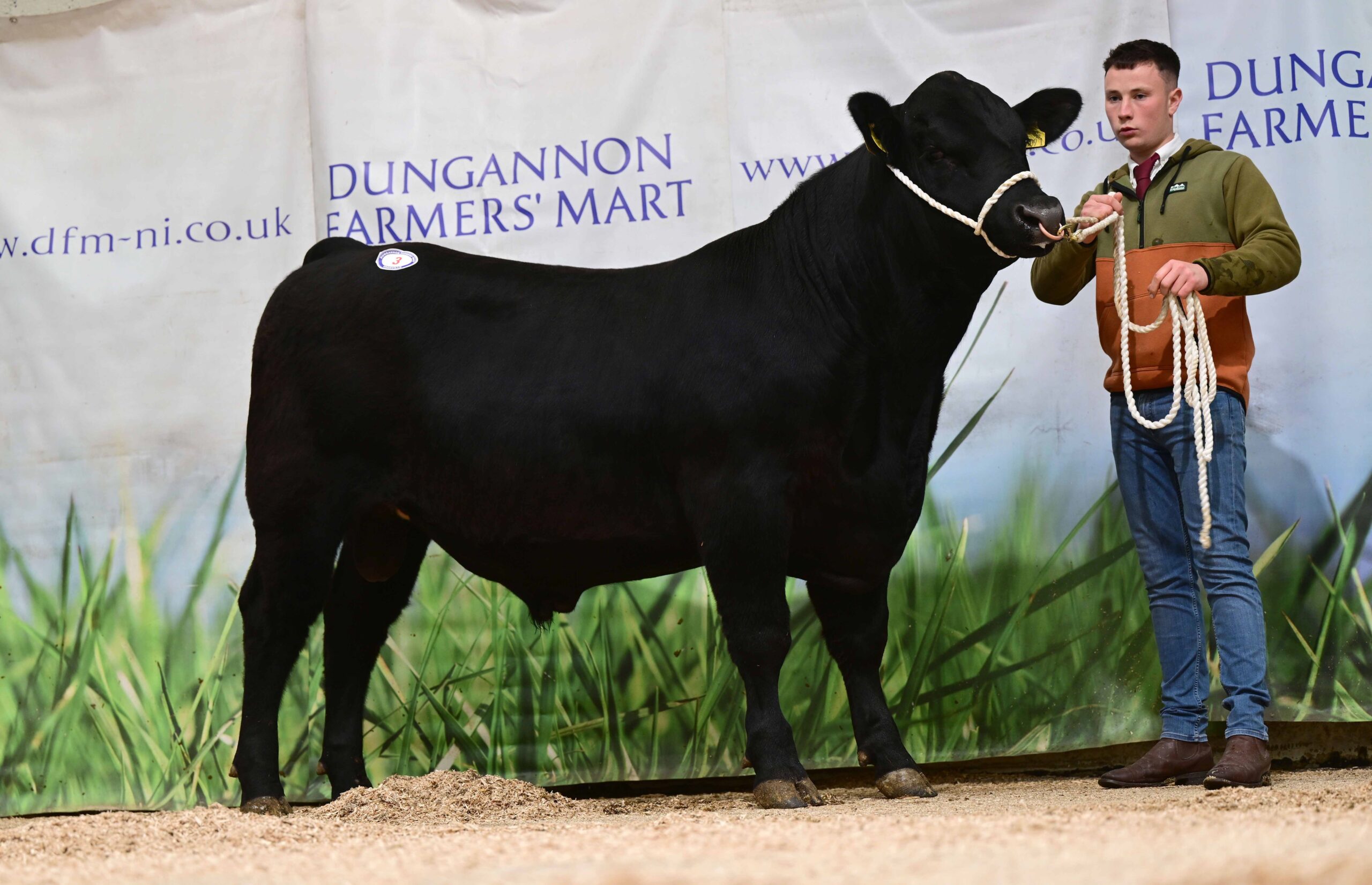 Latest News and Features - Aberdeen-Angus Cattle Society