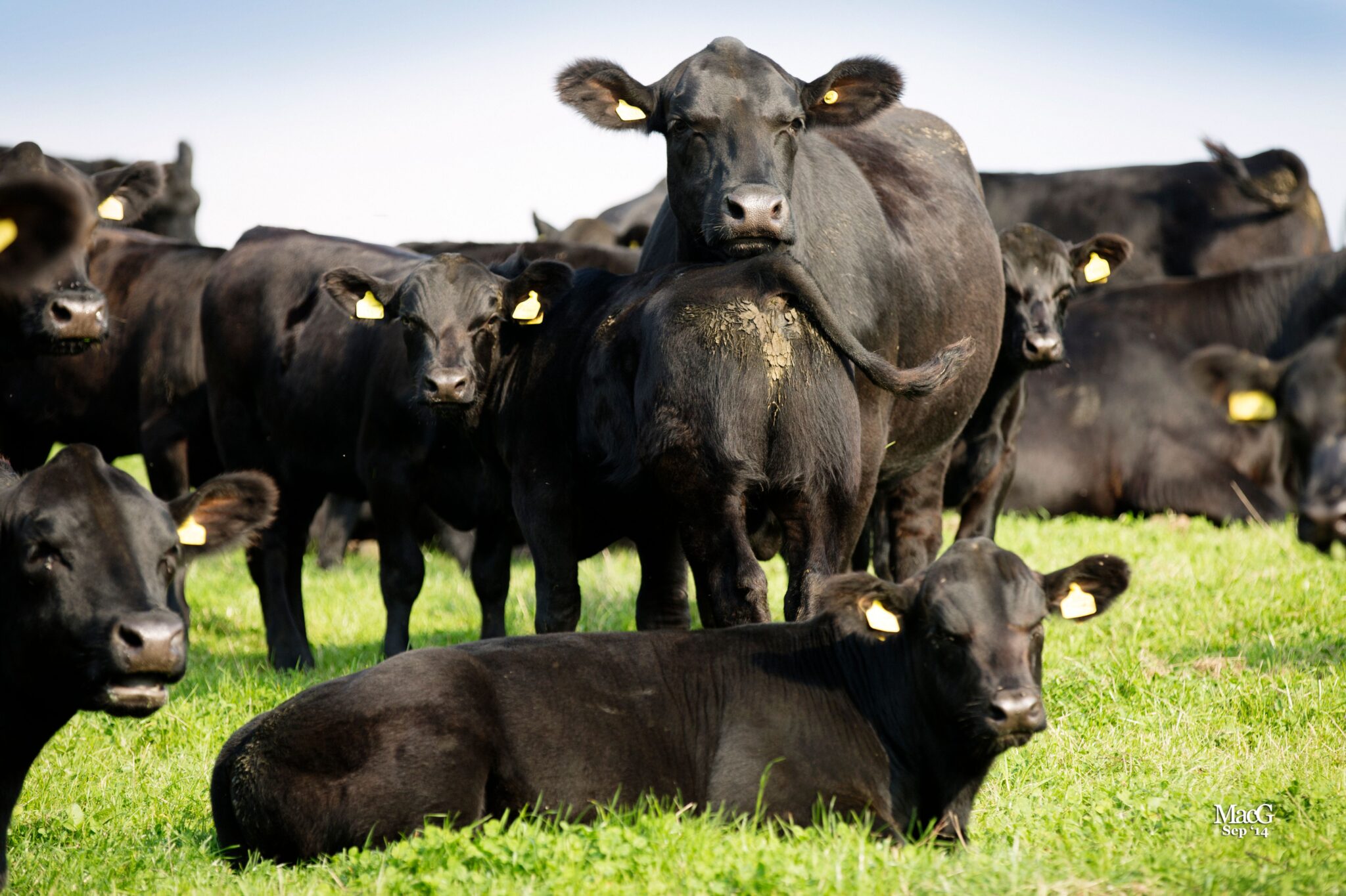 Stock for Sale | Aberdeen-Angus Cattle Society