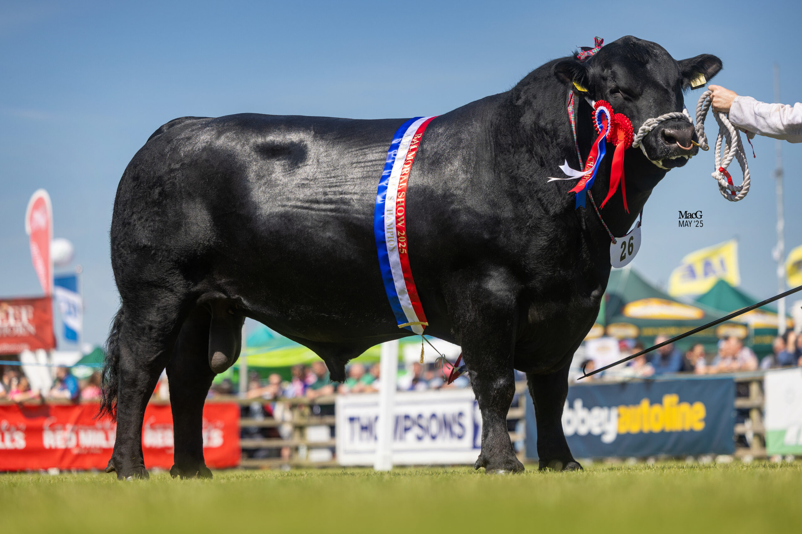 Latest News and Features - Aberdeen-Angus Cattle Society