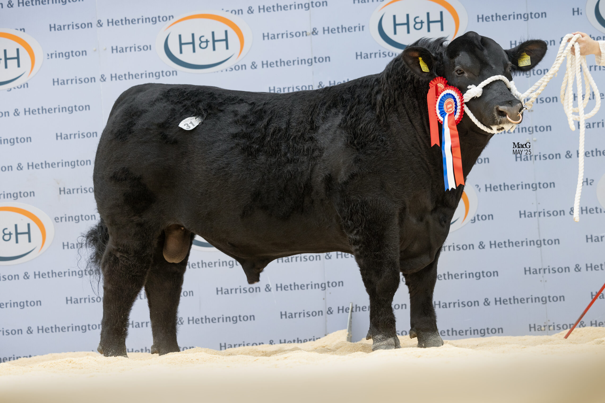 Latest News and Features - Aberdeen-Angus Cattle Society