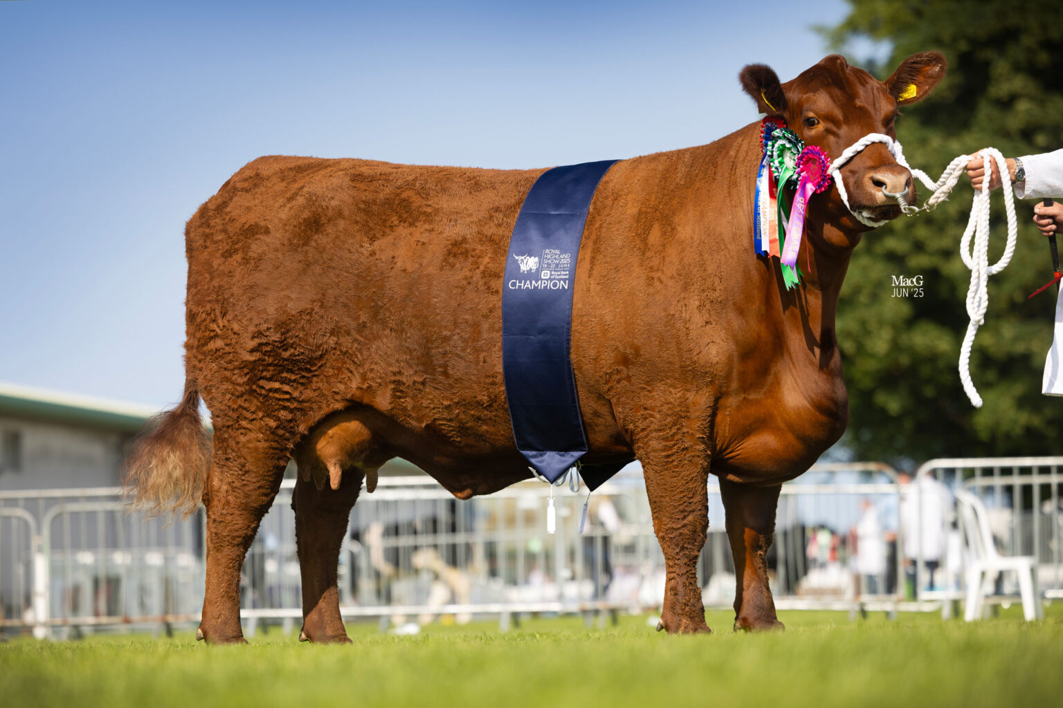 Red Letter Day: Mosshall Red Essence Makes History at the Highland ...