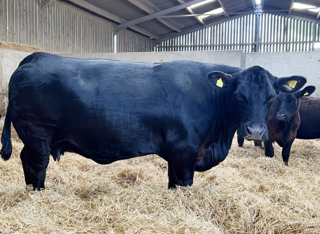 Airedale Angus on-farm production sale produces five-figure top ...