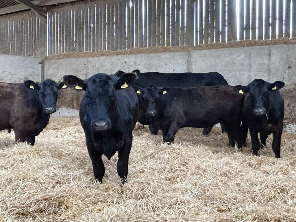 Airedale Angus on-farm production sale produces five-figure top ...