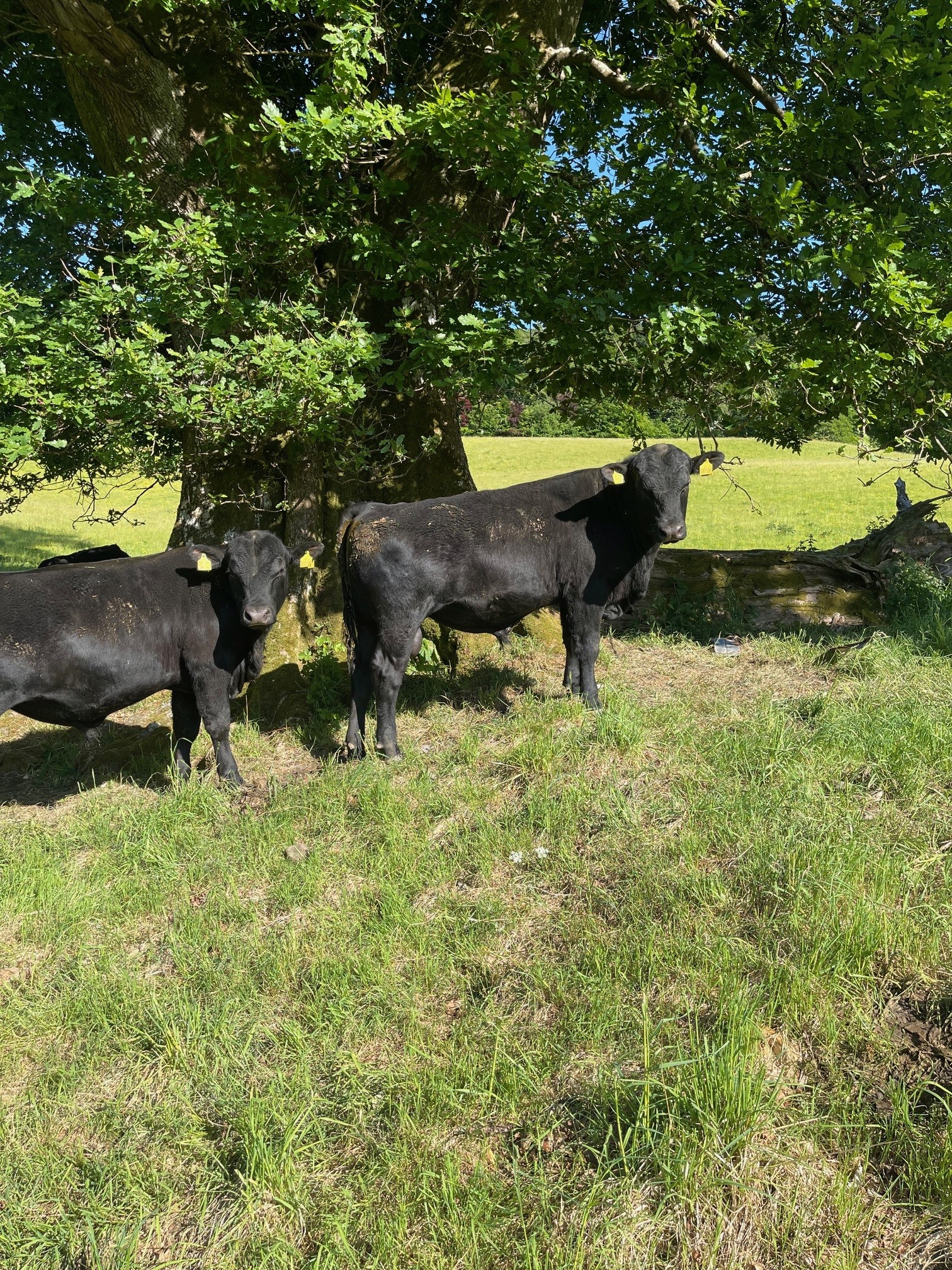 Selection of Bulls to Sell in Cumbria from the Holy Howe Herd ...