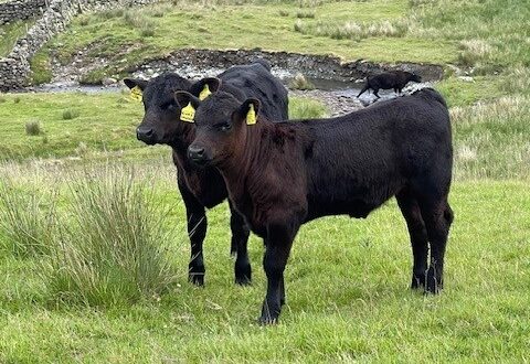 Aberdeen-Angus Females for Sale from Hollyhowe | Aberdeen-Angus Cattle ...