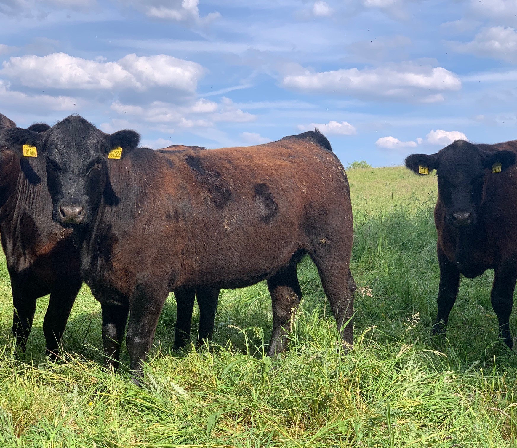 WARRENHO Yearling Heifers for Sale - Aberdeen-Angus Cattle Society