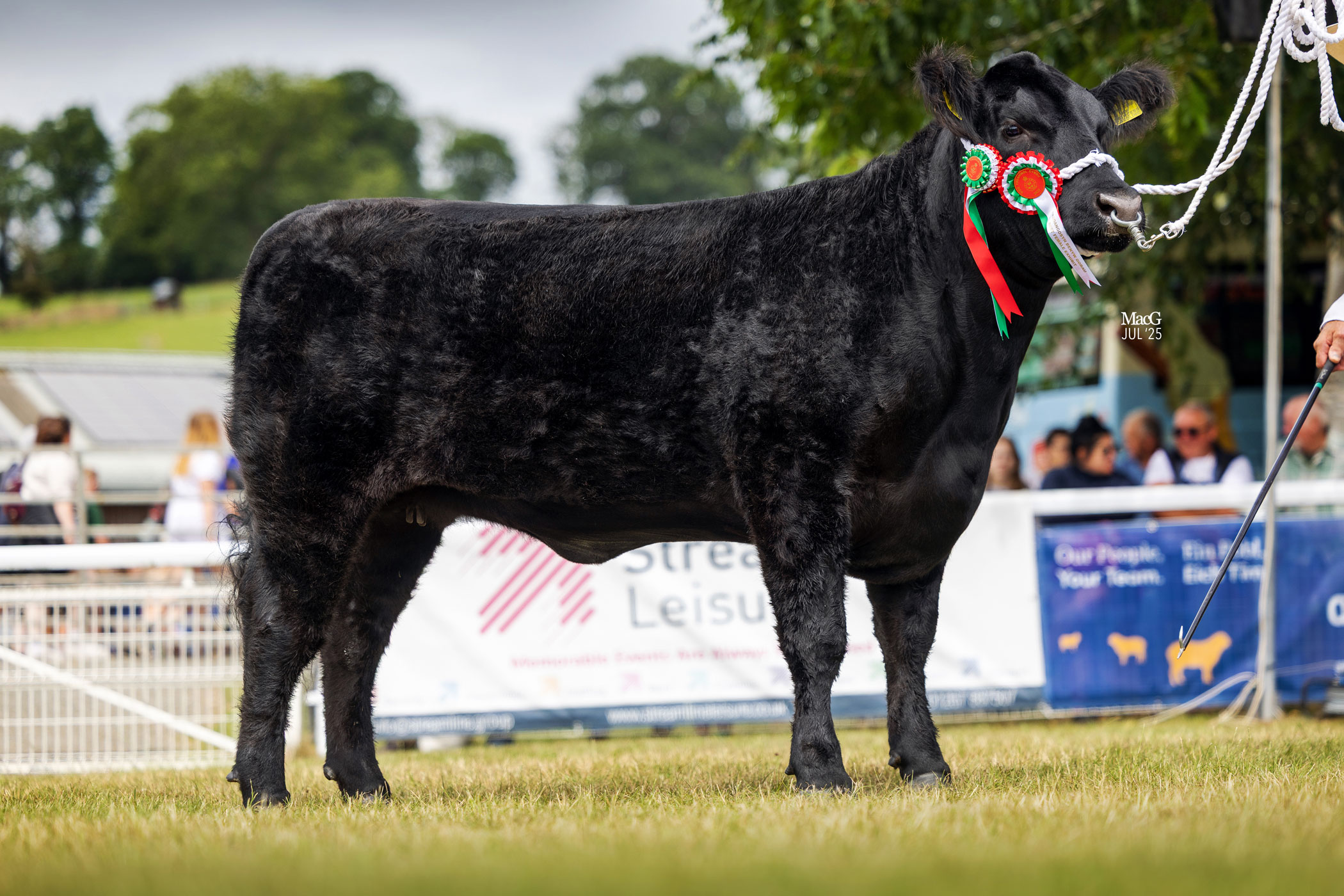 Royal Welsh Show Report 2025 - Aberdeen-Angus Cattle Society