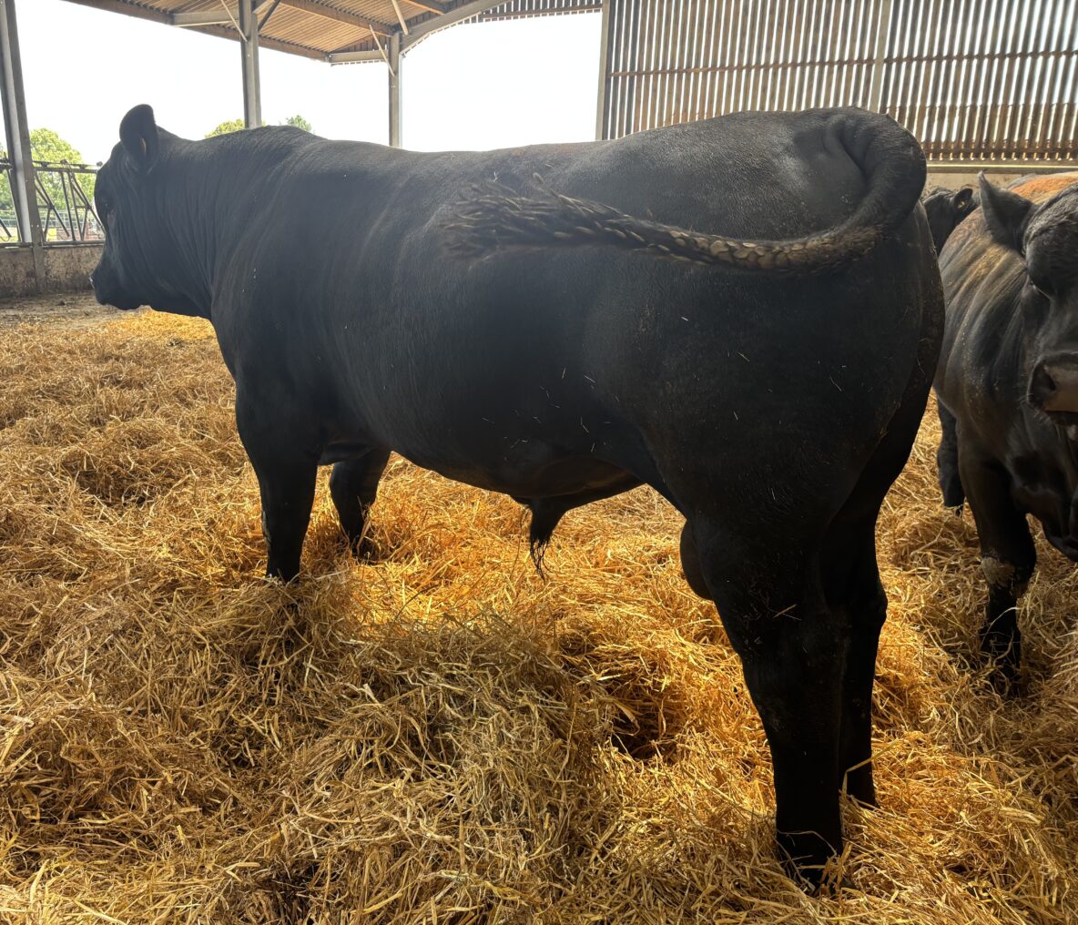 Aberdeen-Angus bulls for sale – Staffordshire - Aberdeen-Angus Cattle ...