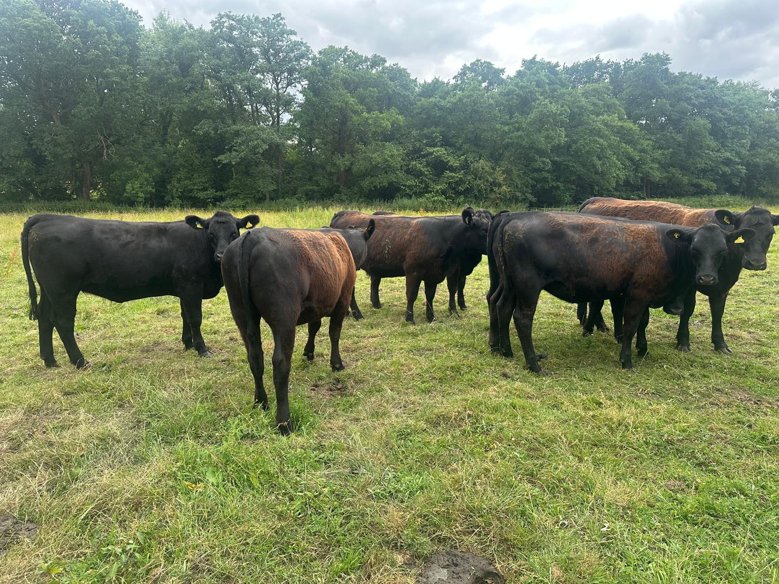 5 breeding heifers for sale – CW1 Area - Aberdeen-Angus Cattle Society