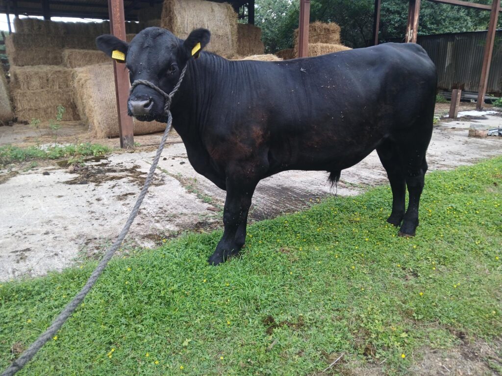 Stock for Sale | Aberdeen-Angus Cattle Society