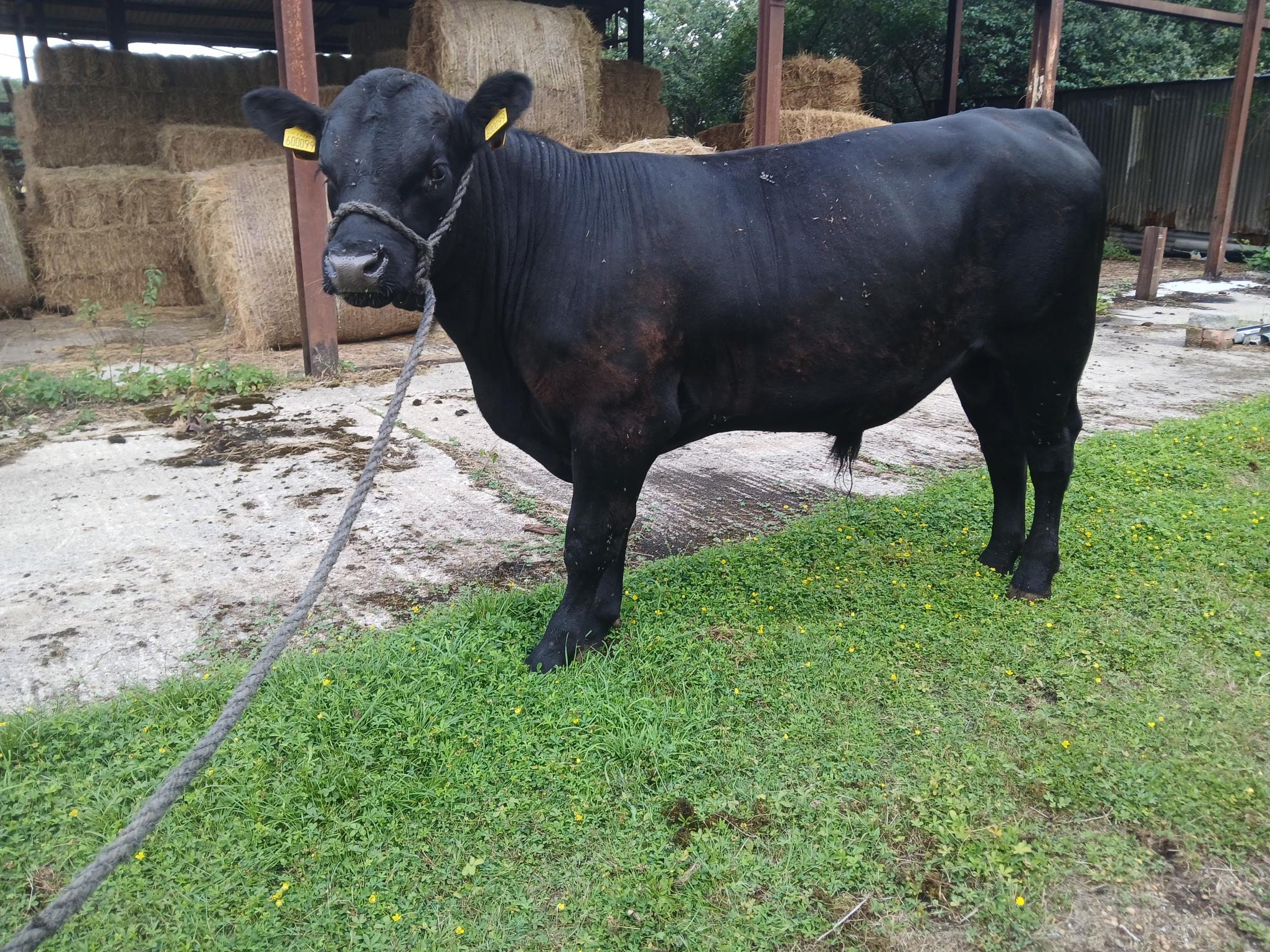 Two pedigree Aberdeen Angus bulls for sale – West Sussex - Aberdeen ...