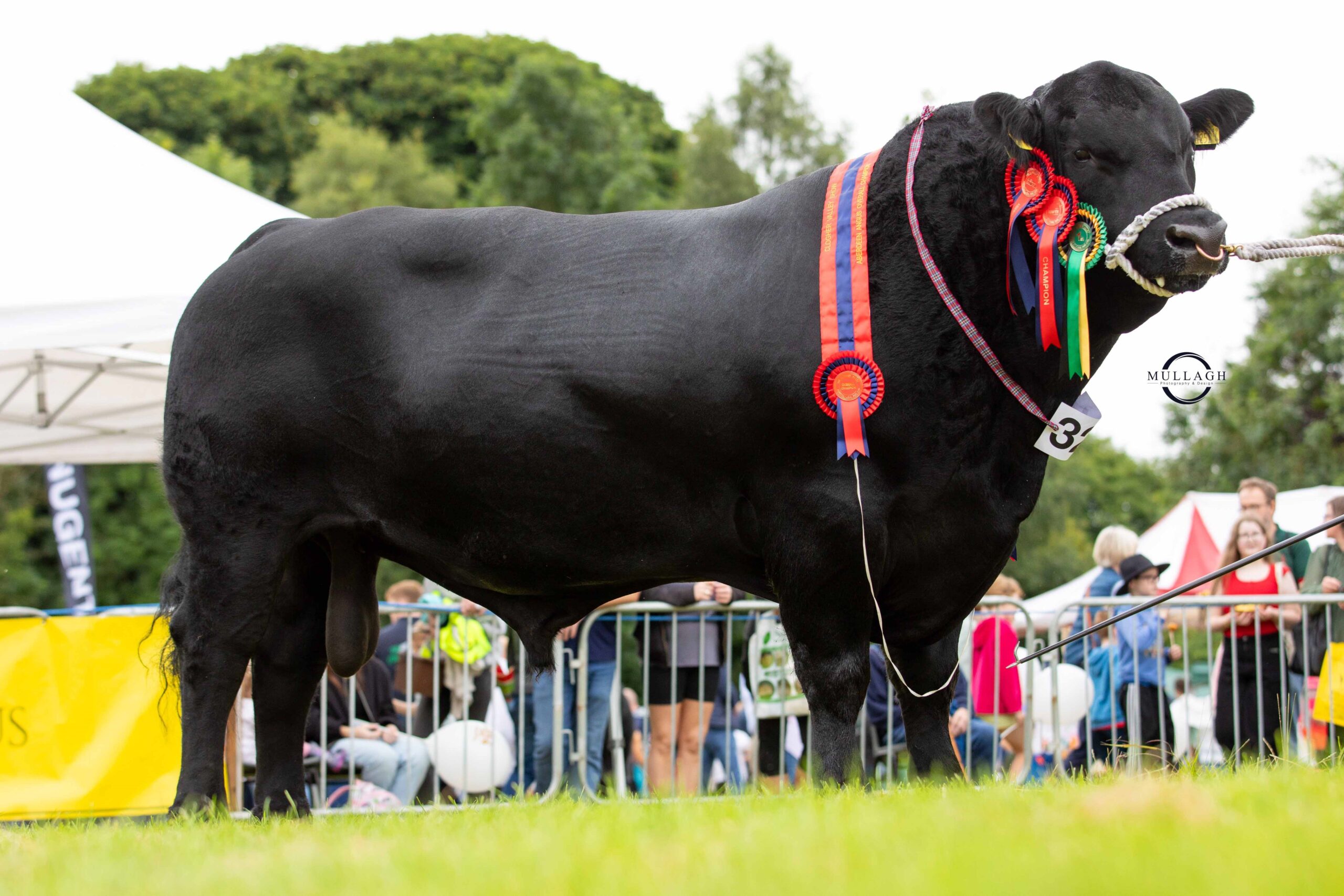 Stirling October Sale Report 2024 - Aberdeen-Angus Cattle Society