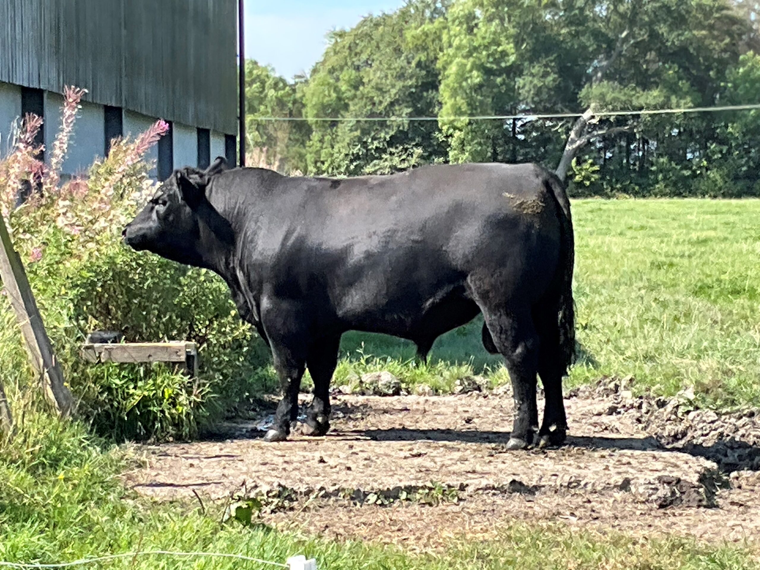 For sale Pedigree Aberdeen Angus Bull Coldoch Kevin Z398 - Aberdeen ...