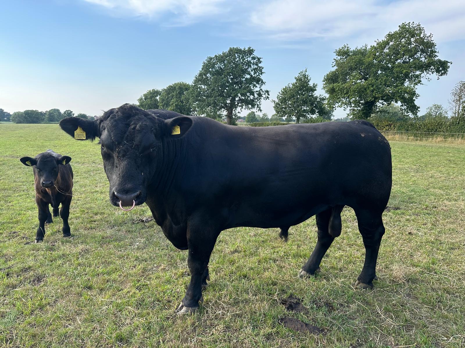 Pedigree AA Bull For sale – Morpheus Kansas - Aberdeen-Angus Cattle Society