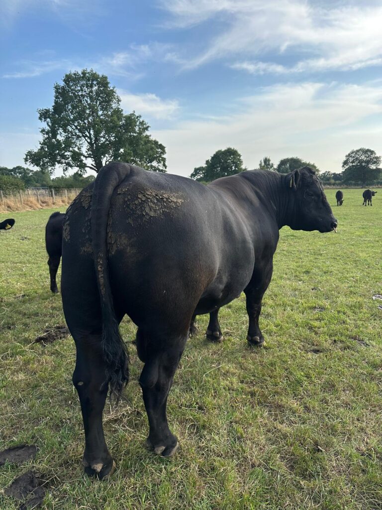 Pedigree AA Bull For sale – Morpheus Kansas - Aberdeen-Angus Cattle Society