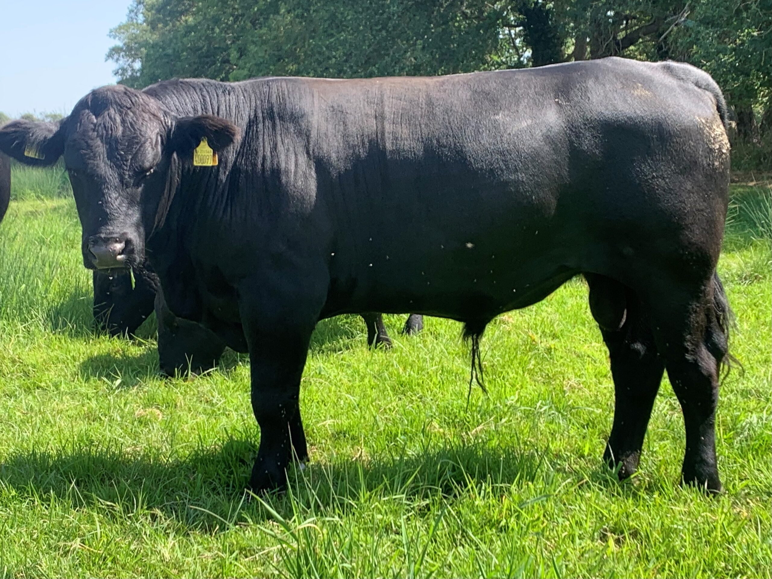 FOR SALE- 4 Pedigree Aberdeen Angus Breeding Bulls, aged 16-19 months ...